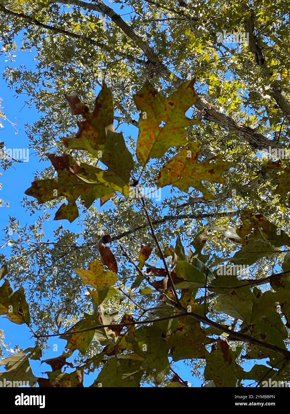 southern red oak (Quercus falcata Stock Photo - Alamy