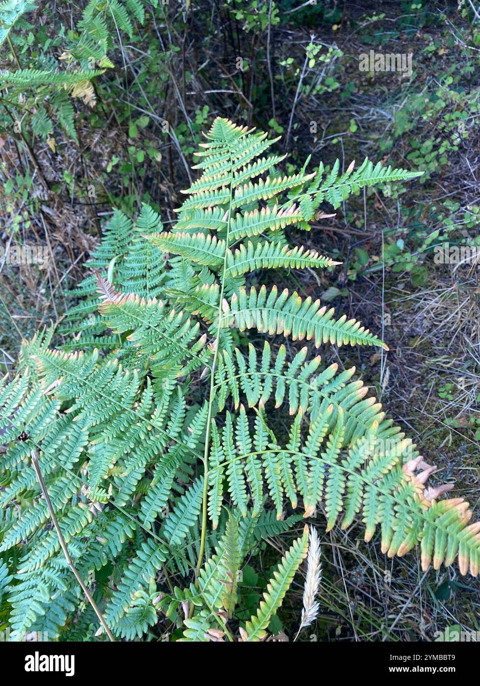 common bracken (Pteridium aquilinum Stock Photo - Alamy