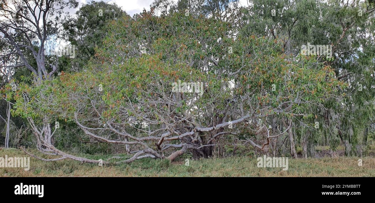 White fig (Ficus virens Stock Photo - Alamy