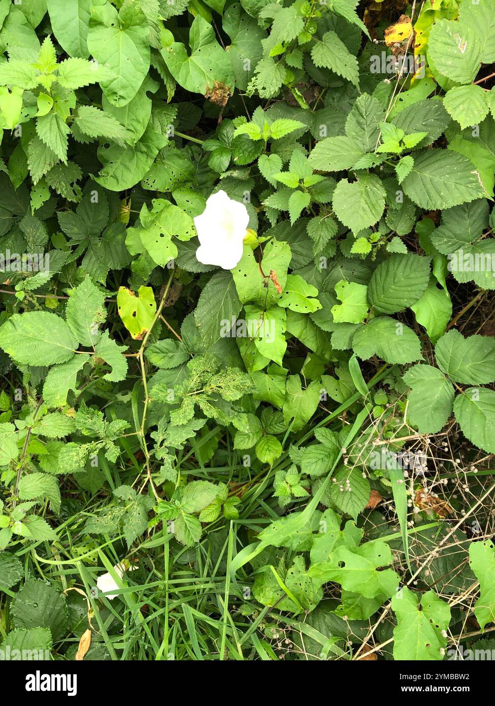 large bindweed (Calystegia silvatica Stock Photo - Alamy