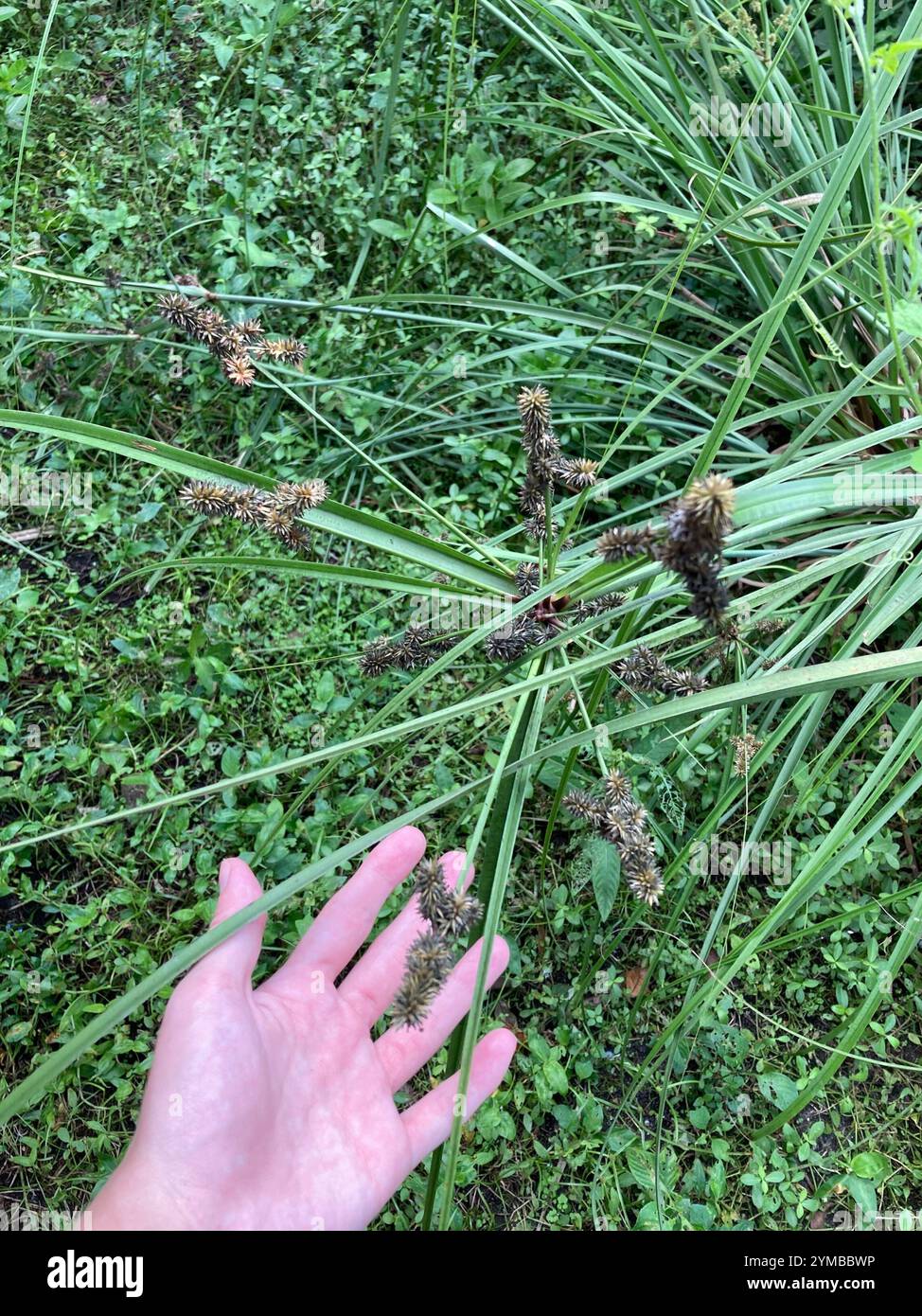 Swamp Flatsedge (Cyperus ligularis Stock Photo - Alamy