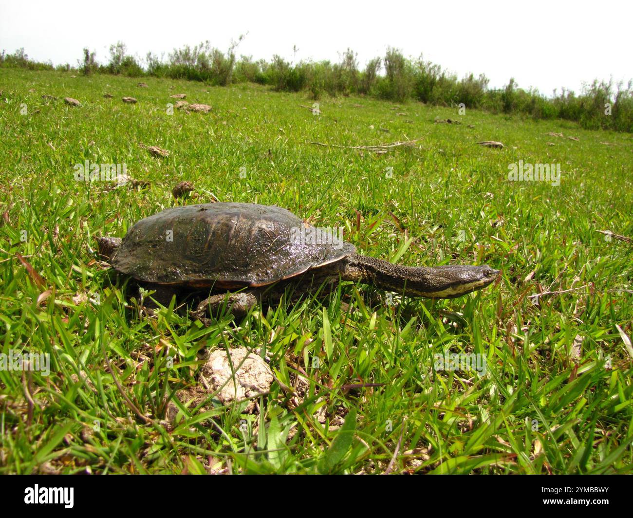 South-American Snake-headed Turtle (Hydromedusa tectifera Stock Photo ...