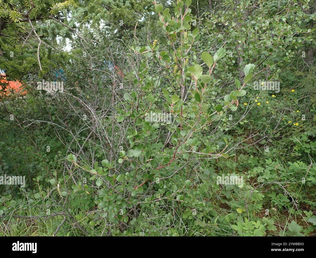 dwarf resin birch (Betula glandulosa Stock Photo - Alamy