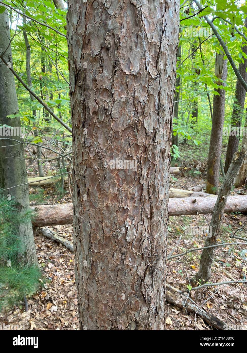 red pine (Pinus resinosa Stock Photo - Alamy