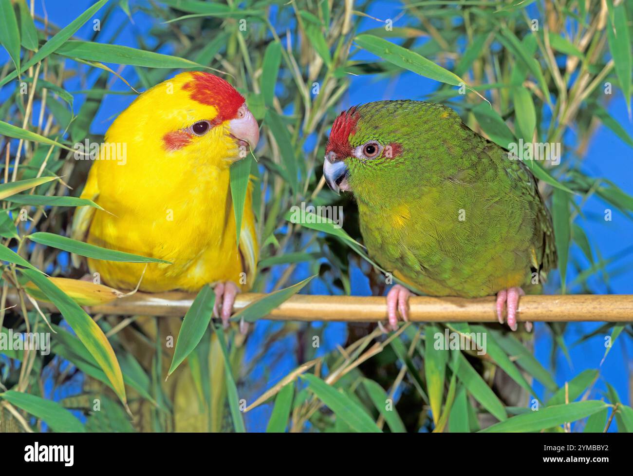 Red-crowned parakeet couple Cyanoramphus novaezelandiae pets Stock ...