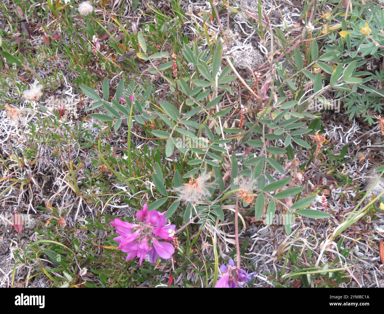 Boreal Sweet-vetch (Hedysarum boreale Stock Photo - Alamy