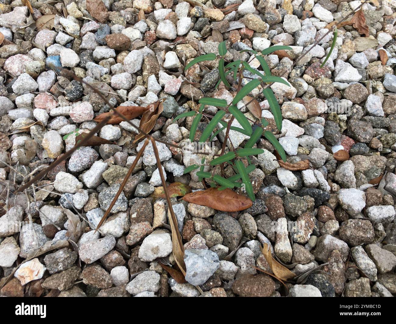 Phasey Bean (Macroptilium lathyroides Stock Photo - Alamy