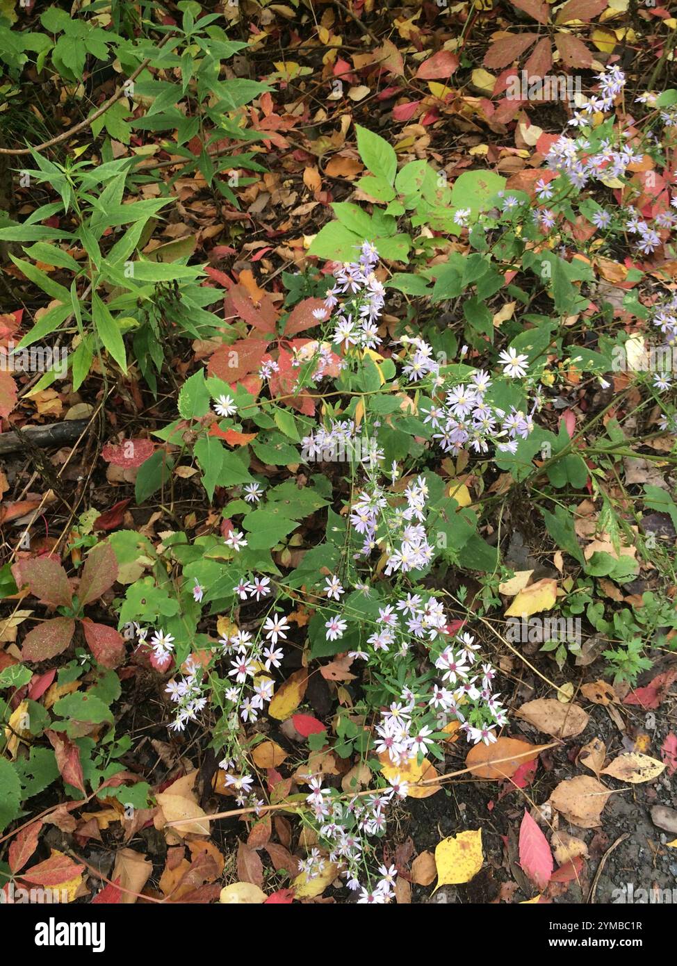 Common Blue Wood Aster (Symphyotrichum cordifolium Stock Photo - Alamy