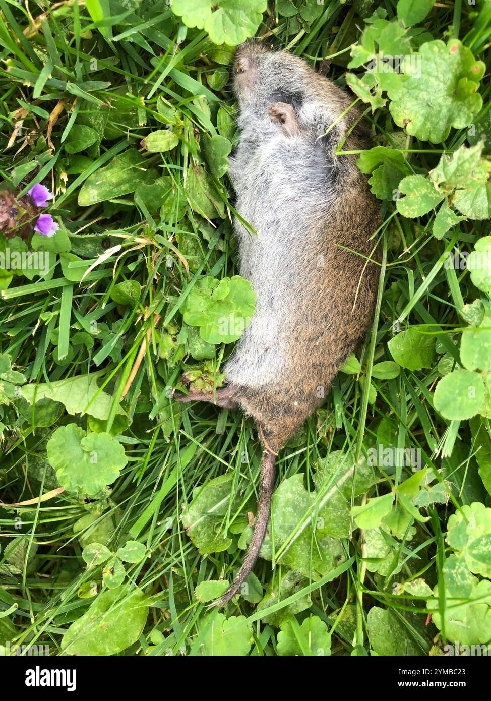 Meadow Vole (Microtus pennsylvanicus Stock Photo - Alamy