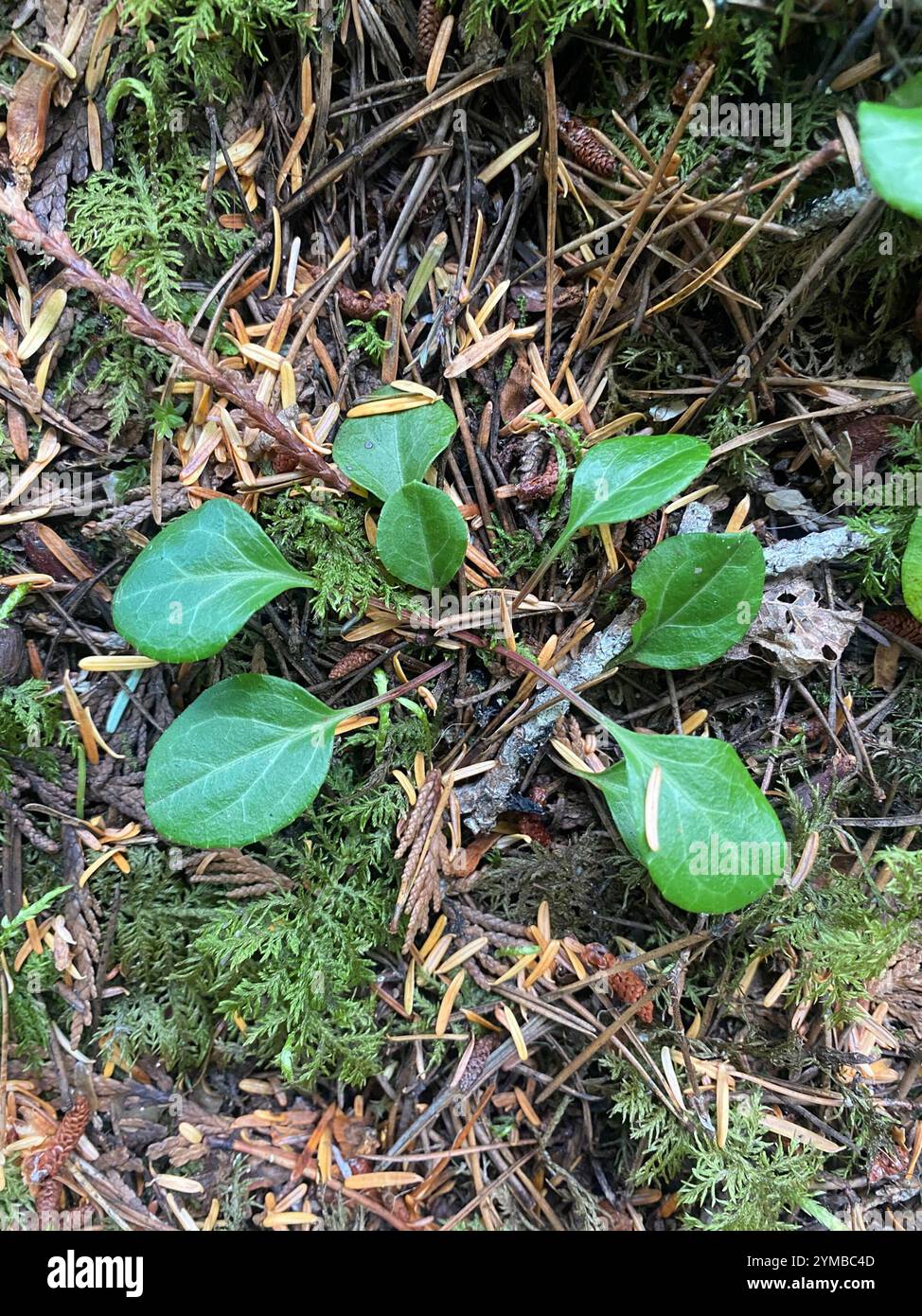 green-flowered wintergreen (Pyrola chlorantha Stock Photo - Alamy