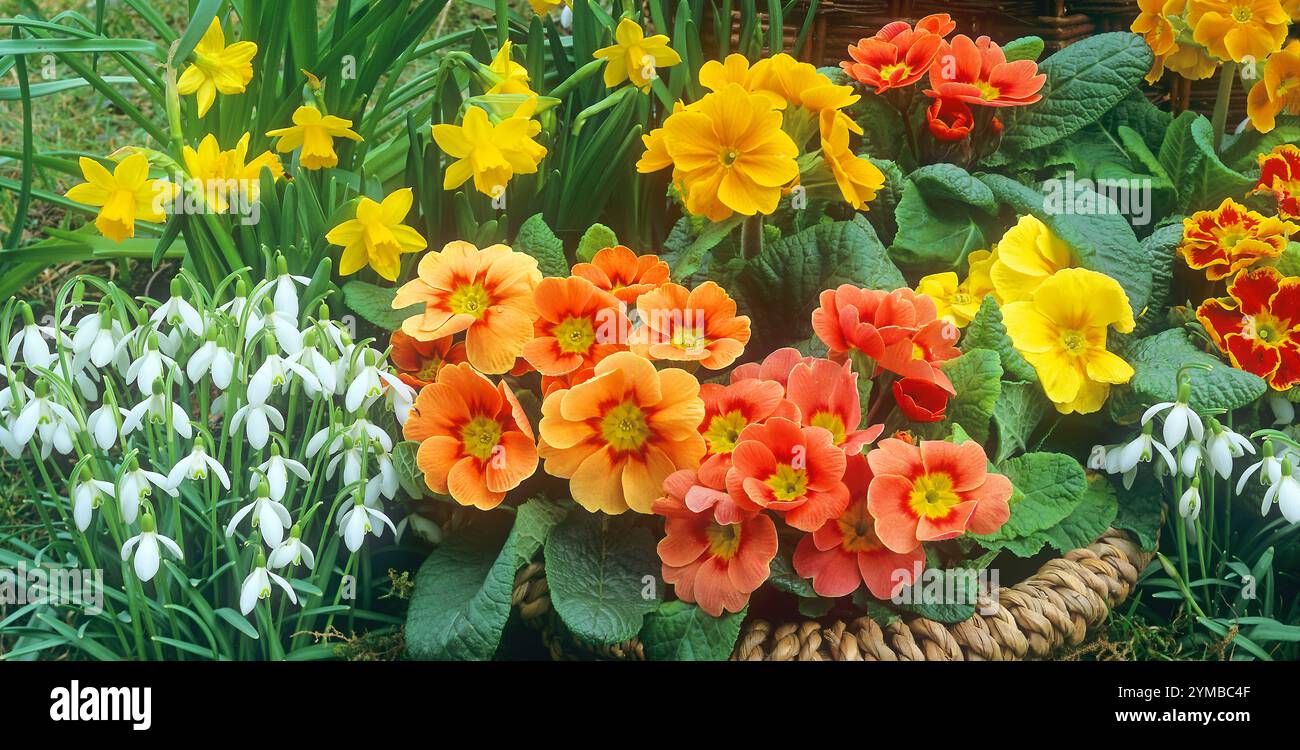 Spring flowers: snowdrops, primroses, daffodils, panoramic format 2:1 ...