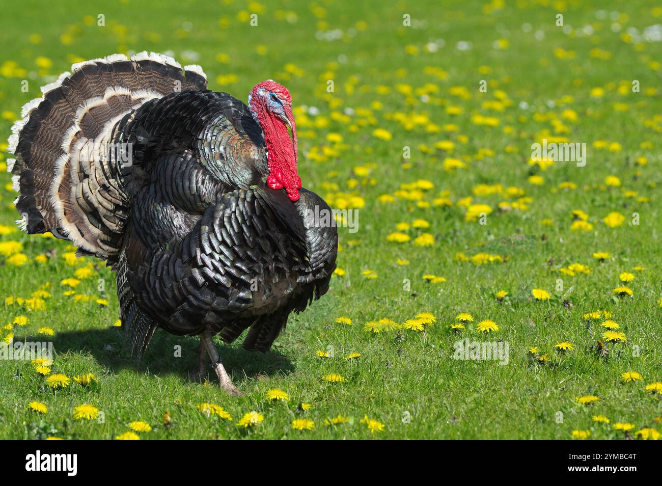 Domestic turkey-cock walking in spring meadow. Farm animal Stock Photo ...
