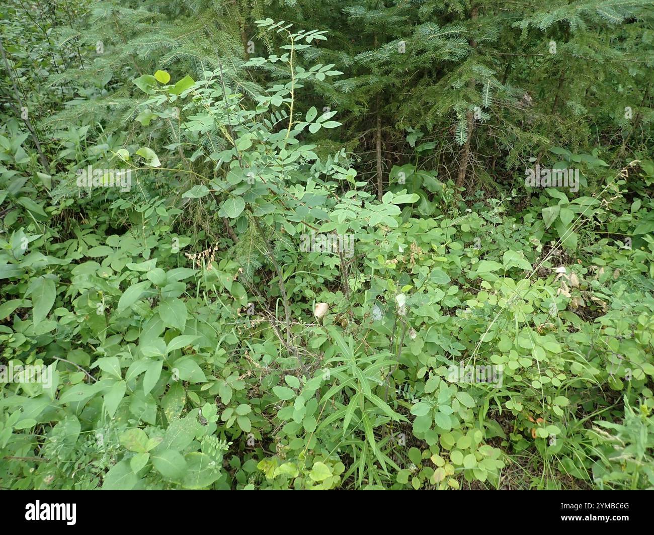 trembling aspen (Populus tremuloides Stock Photo - Alamy