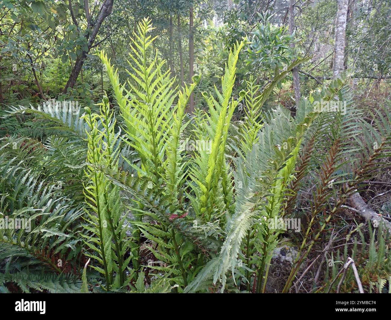 king fern (Todea barbara Stock Photo - Alamy
