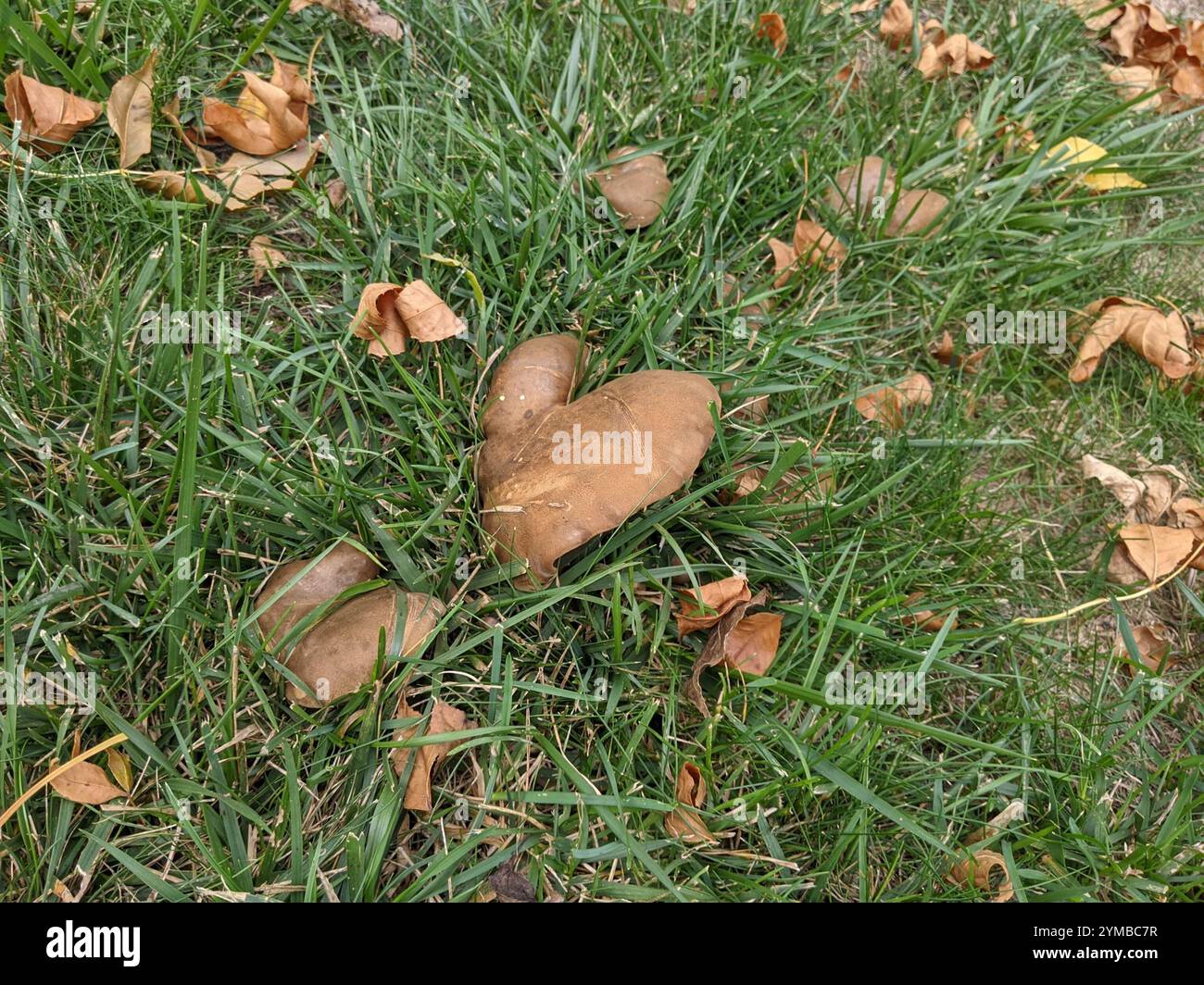 ash-tree bolete (Boletinellus merulioides Stock Photo - Alamy