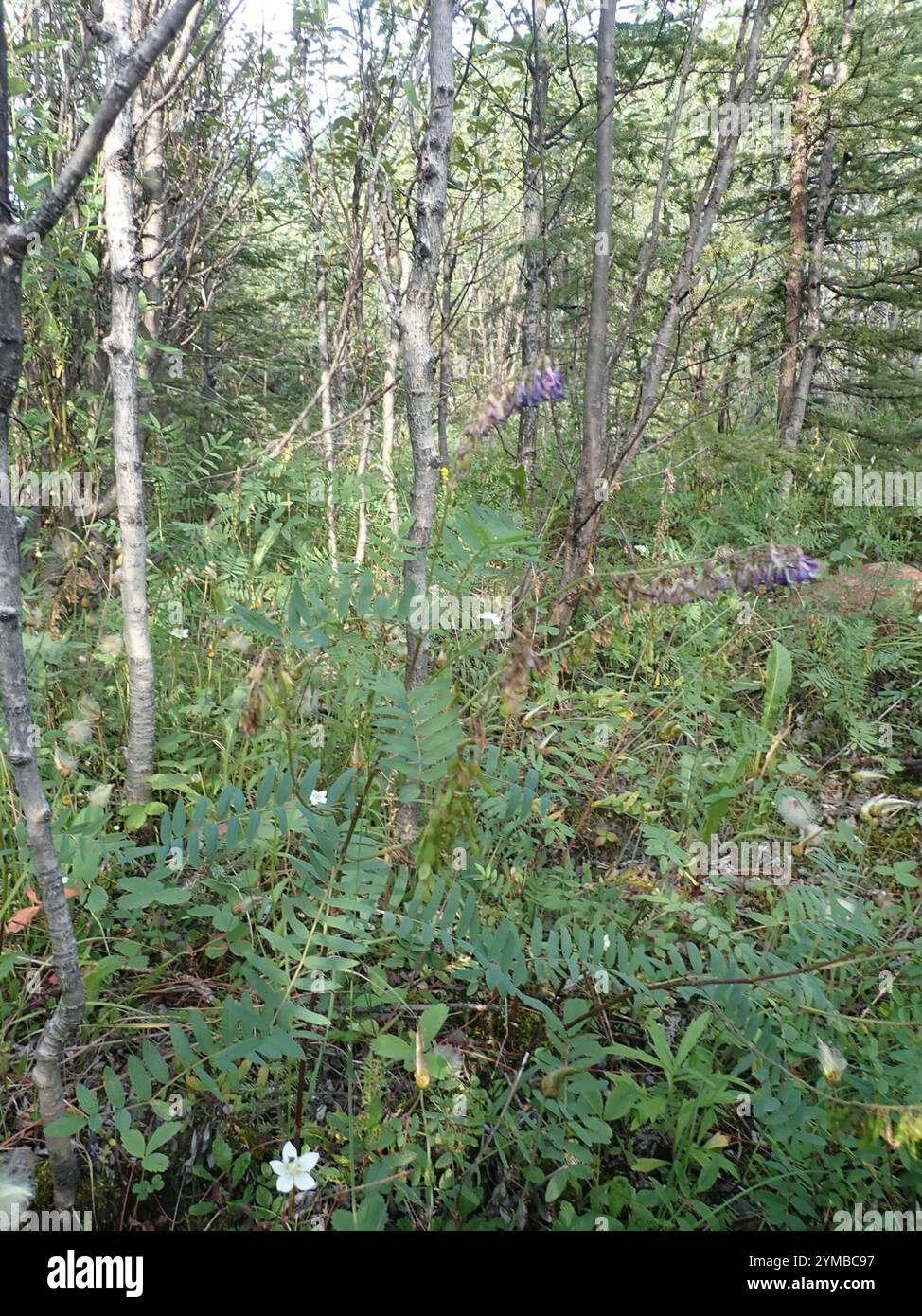Alpine Sweet-vetch (Hedysarum alpinum Stock Photo - Alamy