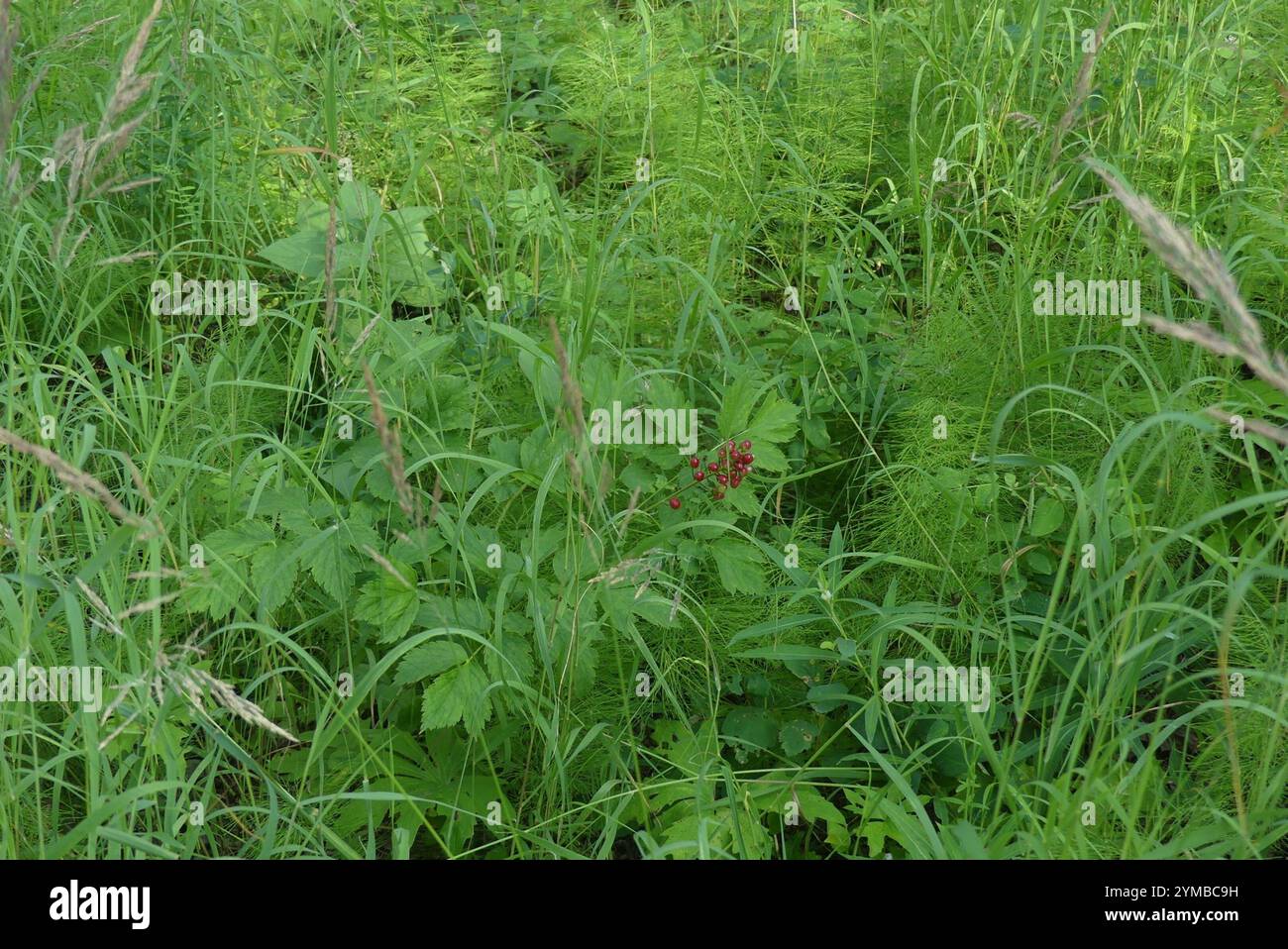 red baneberry (Actaea rubra Stock Photo - Alamy