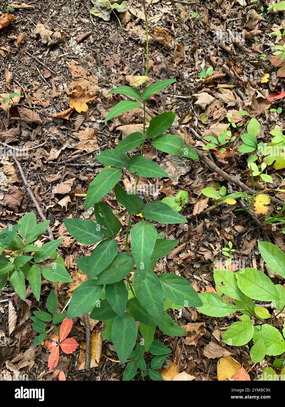 perplexed tick-trefoil (Desmodium perplexum Stock Photo - Alamy