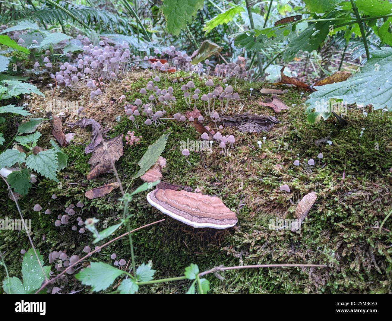 artist's bracket (Ganoderma applanatum Stock Photo - Alamy