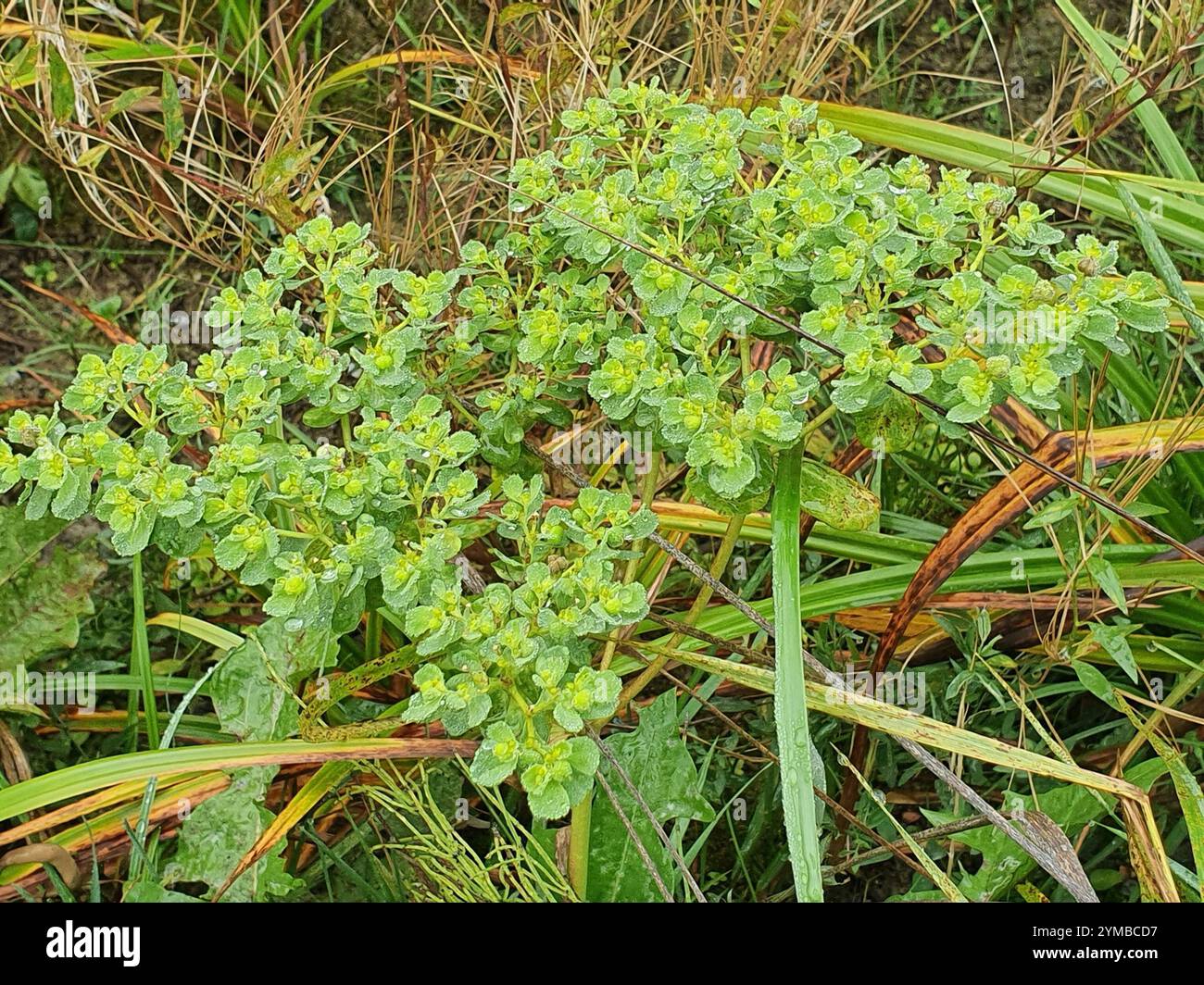 Sun spurge (Euphorbia helioscopia Stock Photo - Alamy