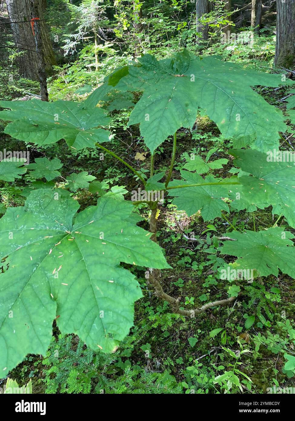 Devil's Club (Oplopanax horridus Stock Photo - Alamy