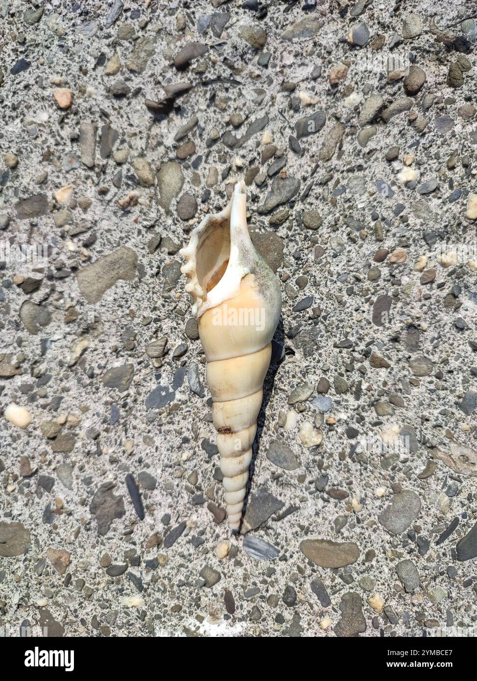 Spindle tibia hi-res stock photography and images - Alamy