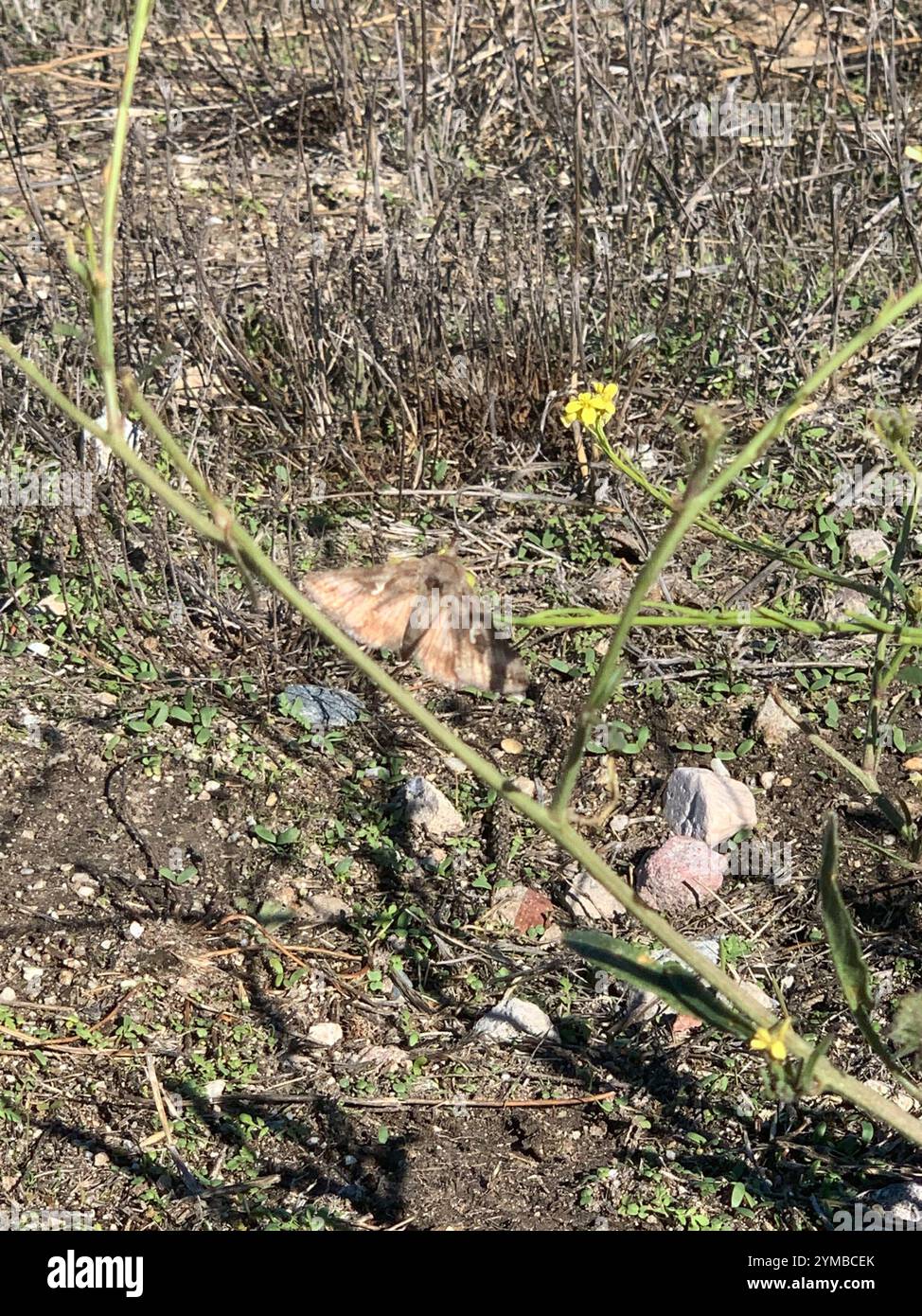 Plusiine Looper Moths (Plusiinae Stock Photo - Alamy