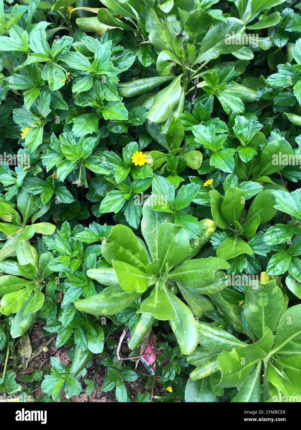 trailing daisy (Sphagneticola trilobata Stock Photo - Alamy