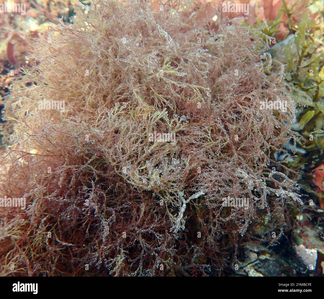 red algae (Rhodophyta Stock Photo - Alamy
