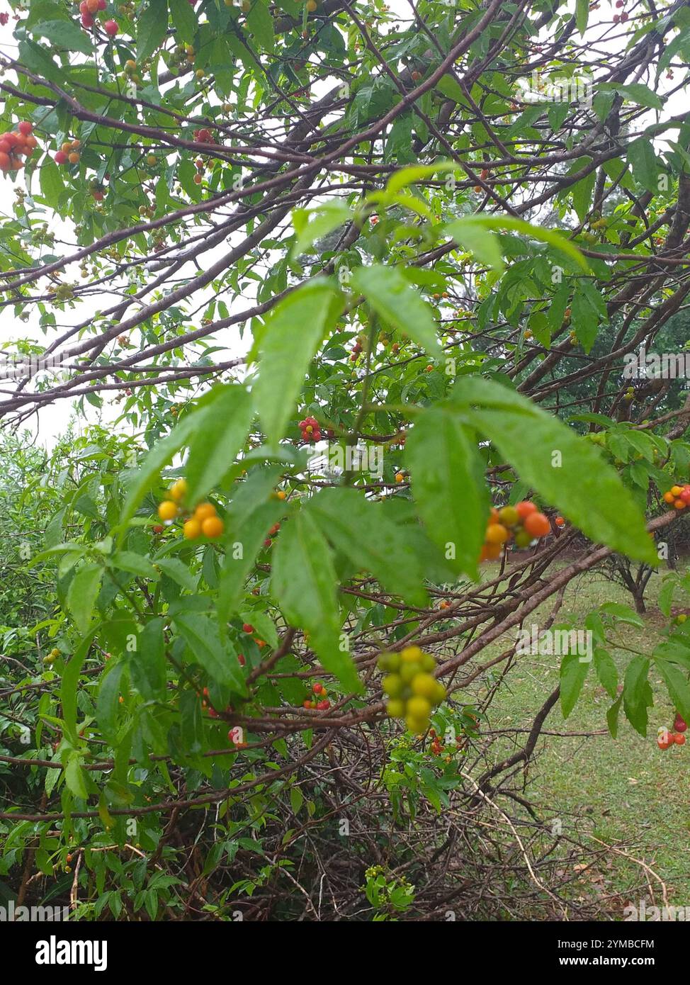 Allophylus hi-res stock photography and images - Alamy