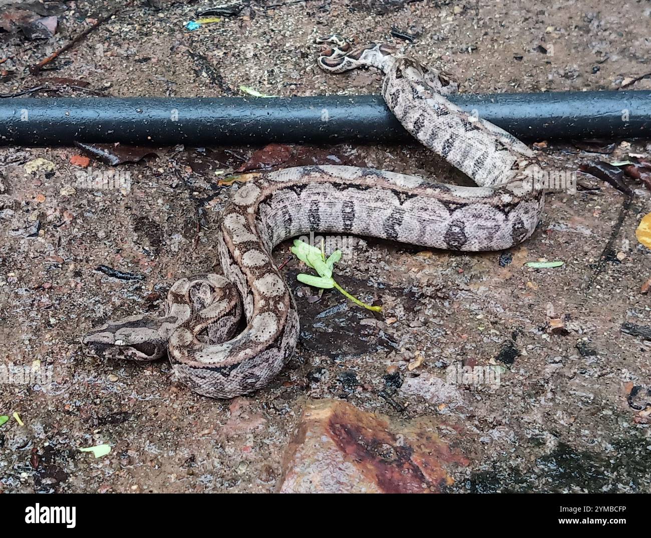 Mexican West Coast Boa Constrictor (Boa sigma Stock Photo - Alamy