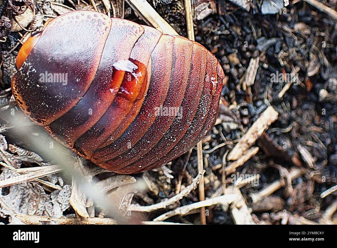 Cape Mountain Cockroach (Aptera fusca Stock Photo - Alamy
