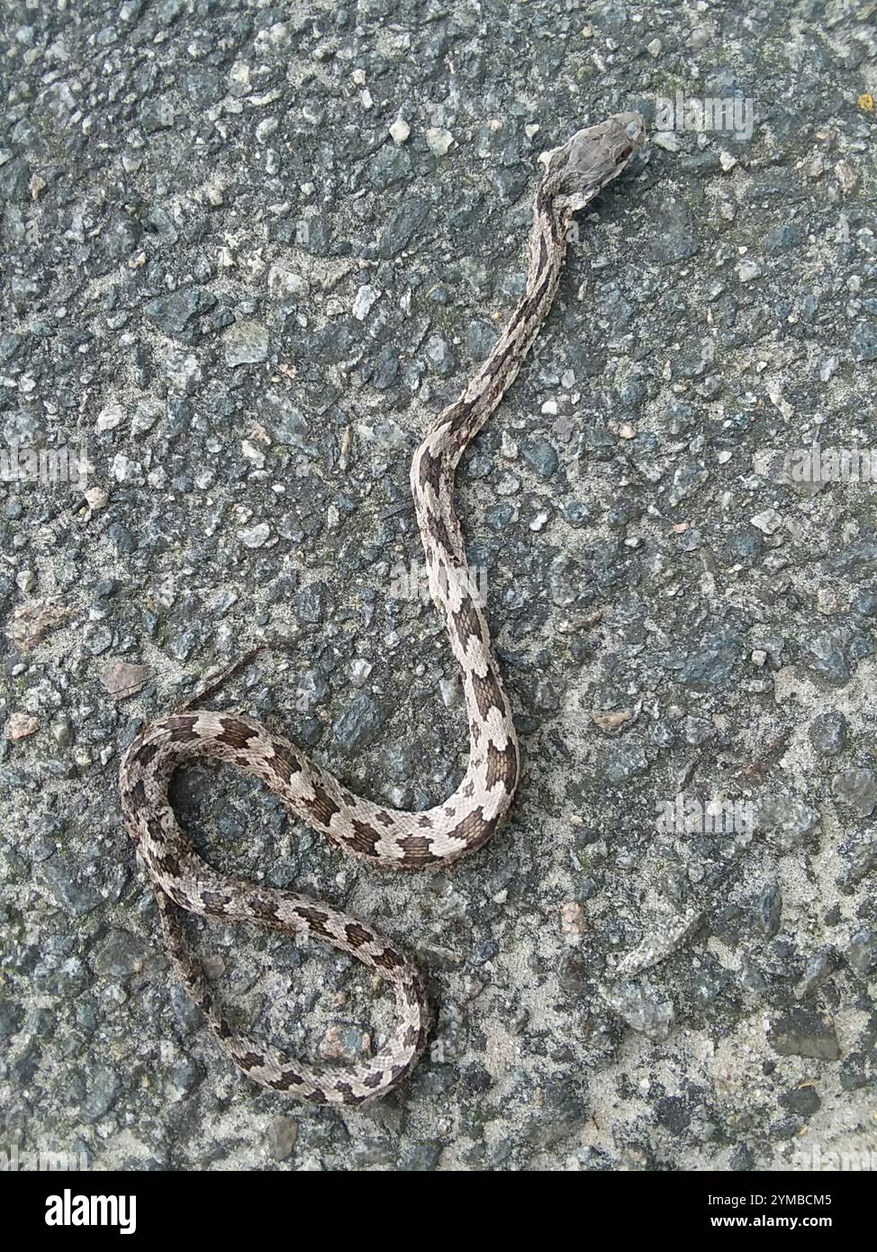 Eastern Ratsnake (Pantherophis alleghaniensis Stock Photo - Alamy