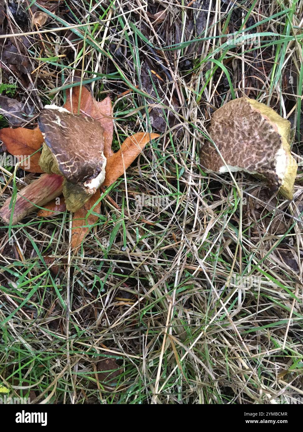 Red-cracking Bolete (Xerocomellus chrysenteron Stock Photo - Alamy