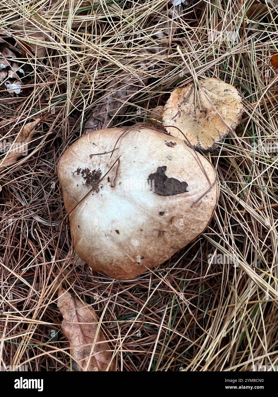 Butterball (Suillus weaverae Stock Photo - Alamy