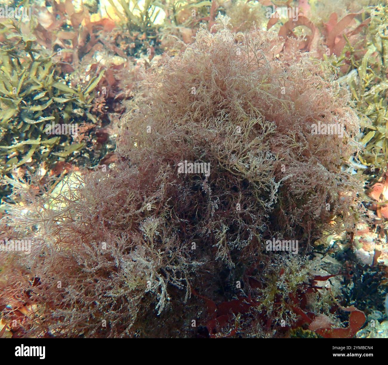 red algae (Rhodophyta Stock Photo - Alamy