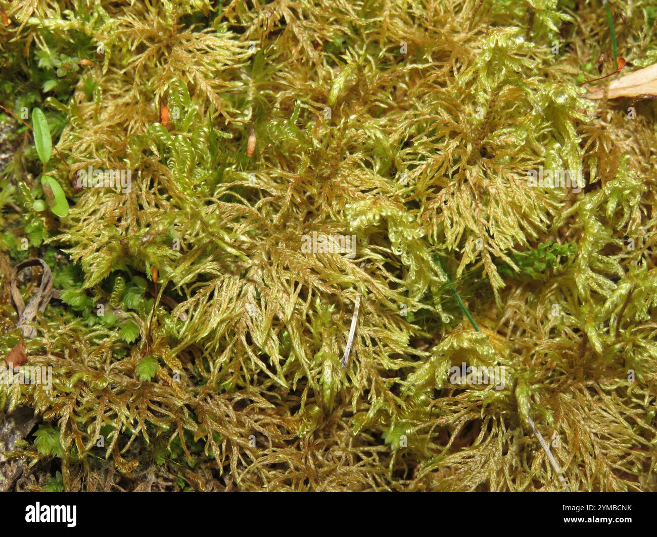 stairstep moss (Hylocomium splendens Stock Photo - Alamy