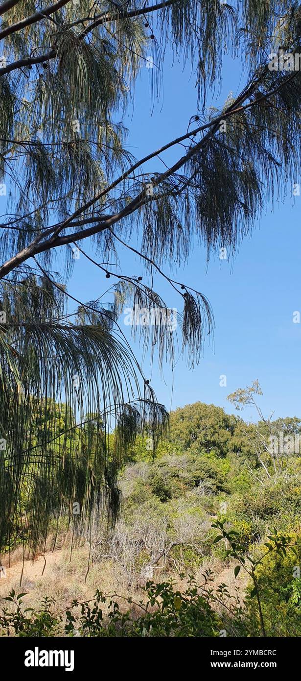 Beach Sheoak (Casuarina equisetifolia Stock Photo - Alamy