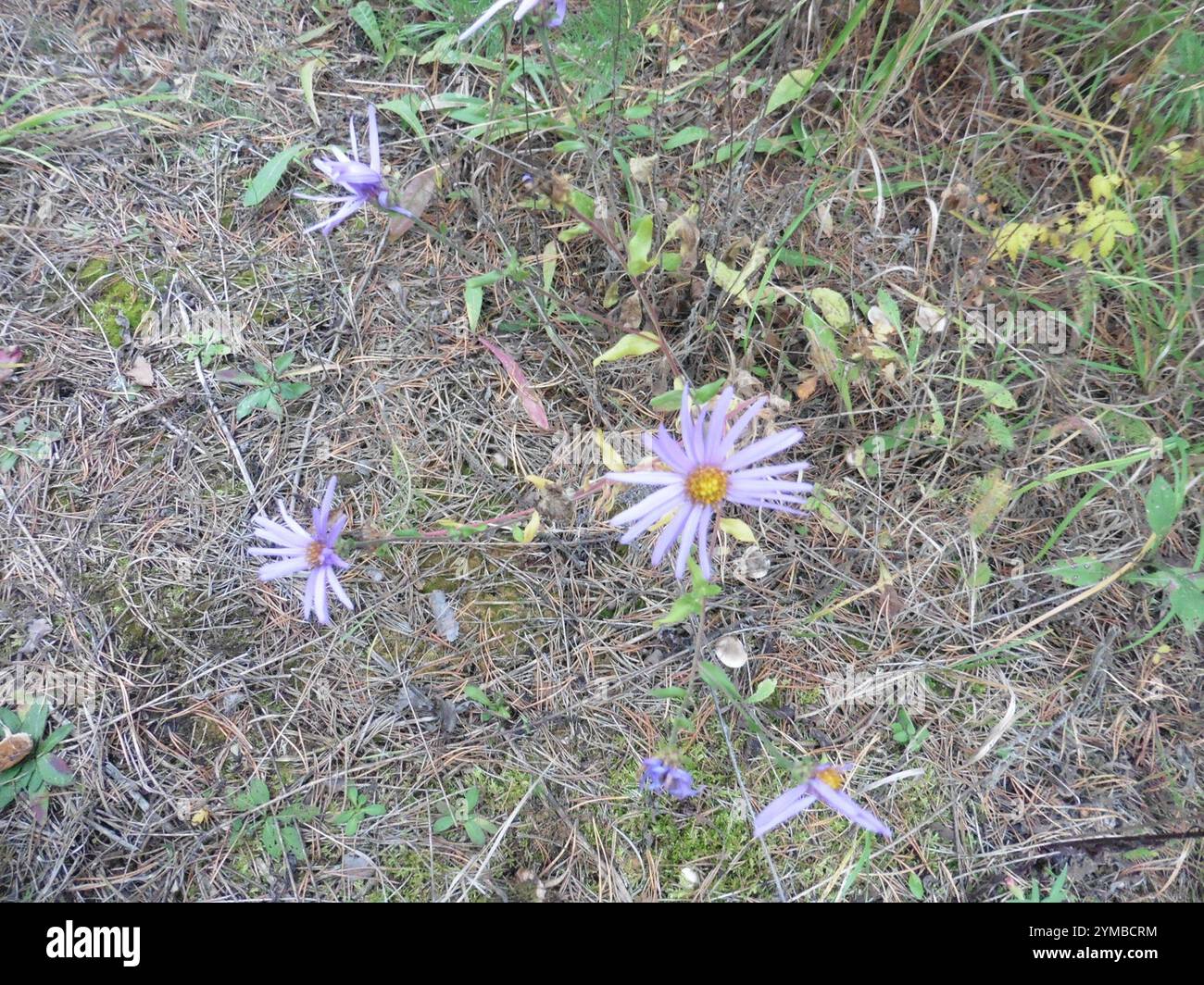 Italian Aster (Aster amellus Stock Photo - Alamy
