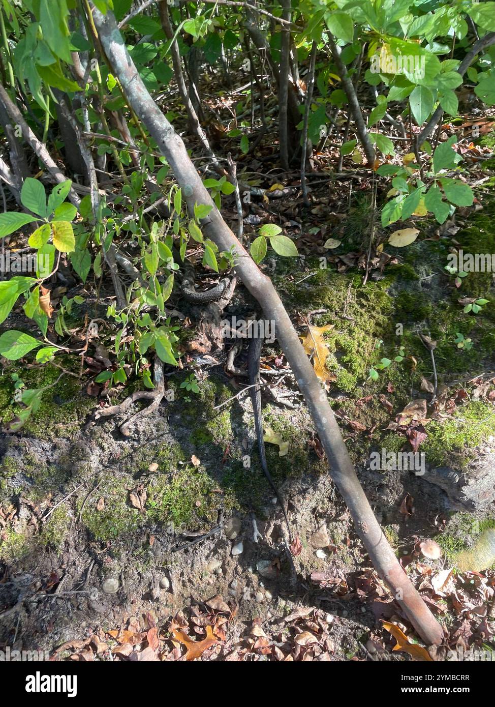 Common Watersnake (Nerodia sipedon Stock Photo - Alamy