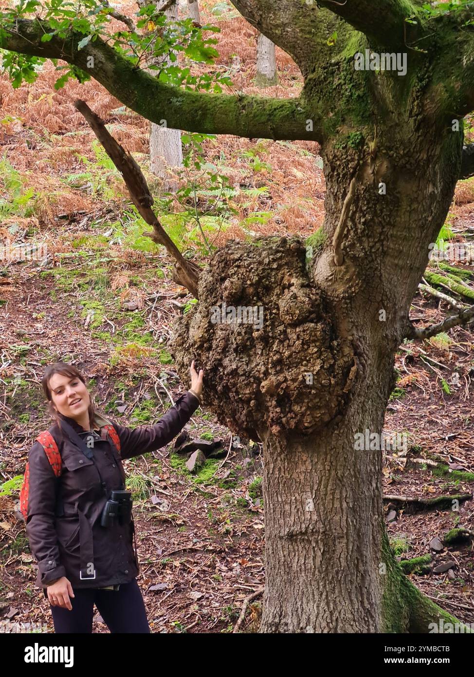 bacterial crown gall (Agrobacterium radiobacter Stock Photo - Alamy