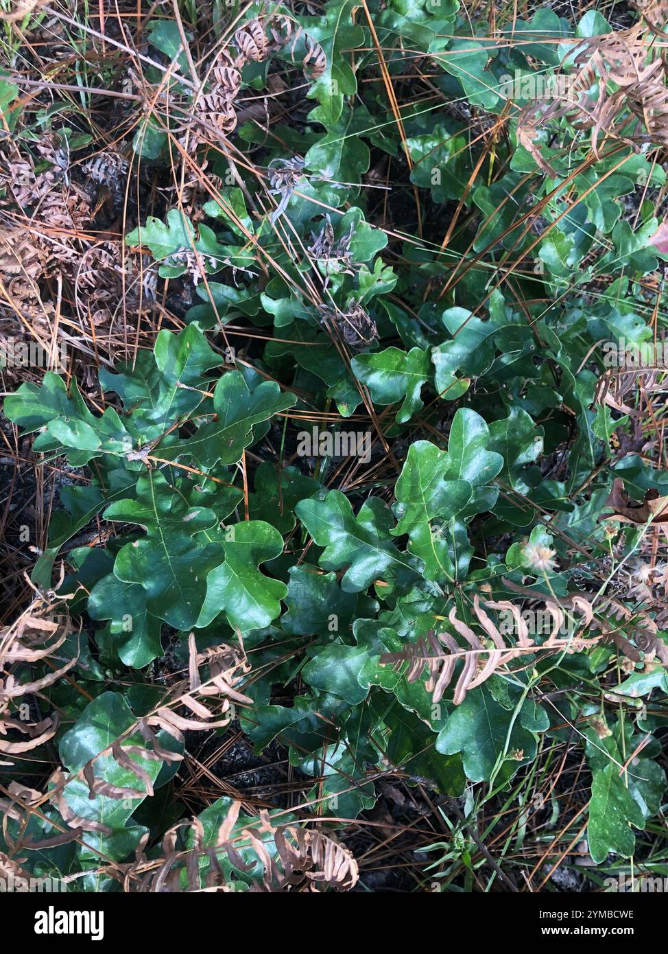 sand post oak (Quercus margaretiae Stock Photo - Alamy