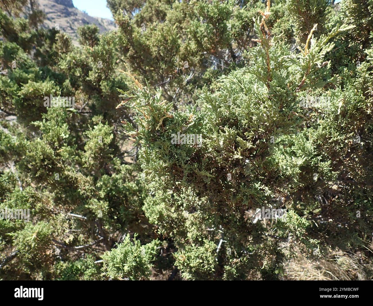 Rocky Mountain Juniper (Juniperus scopulorum Stock Photo - Alamy