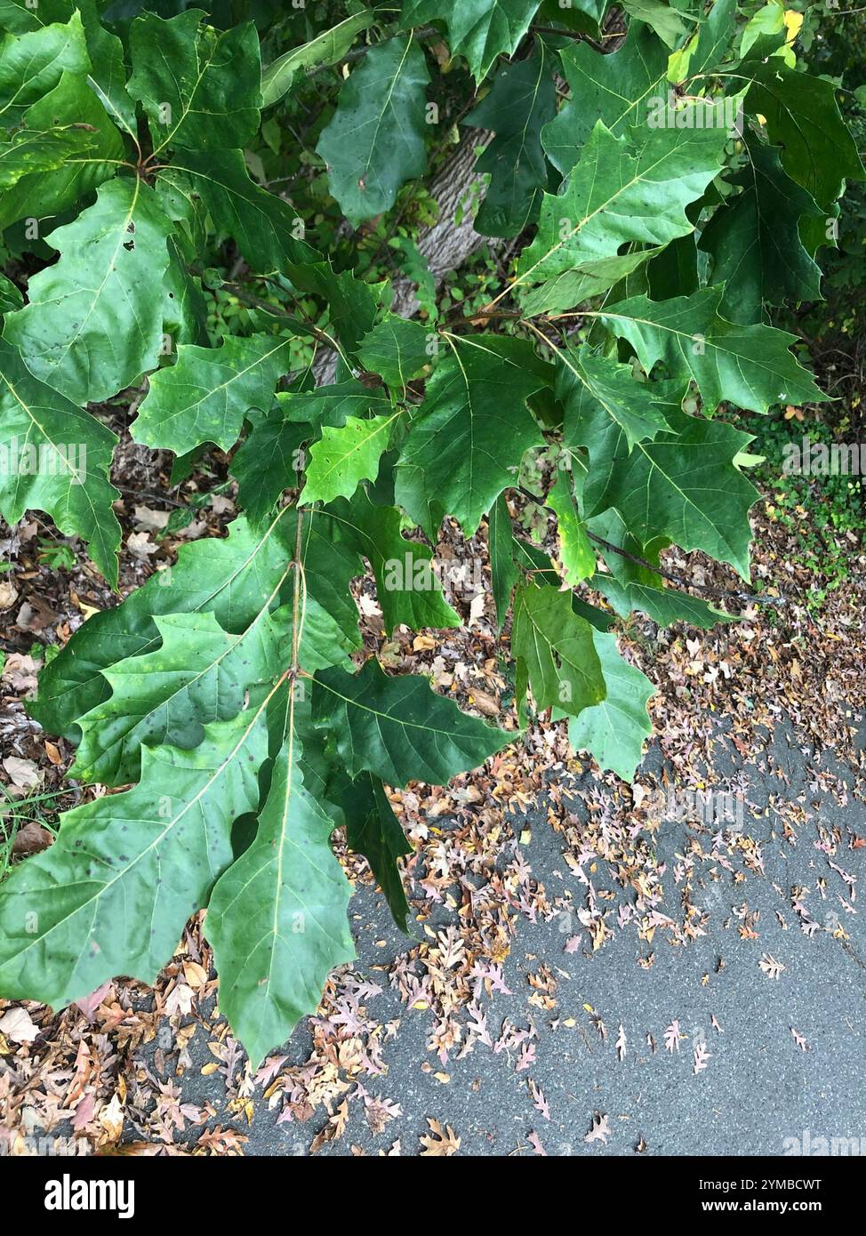 black oak (Quercus velutina Stock Photo - Alamy