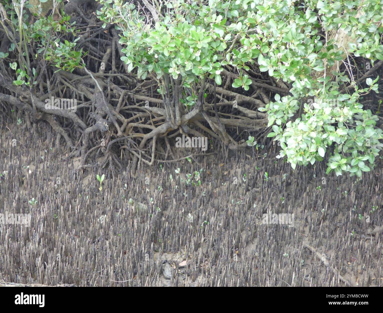 river mangrove (Aegiceras corniculatum Stock Photo - Alamy