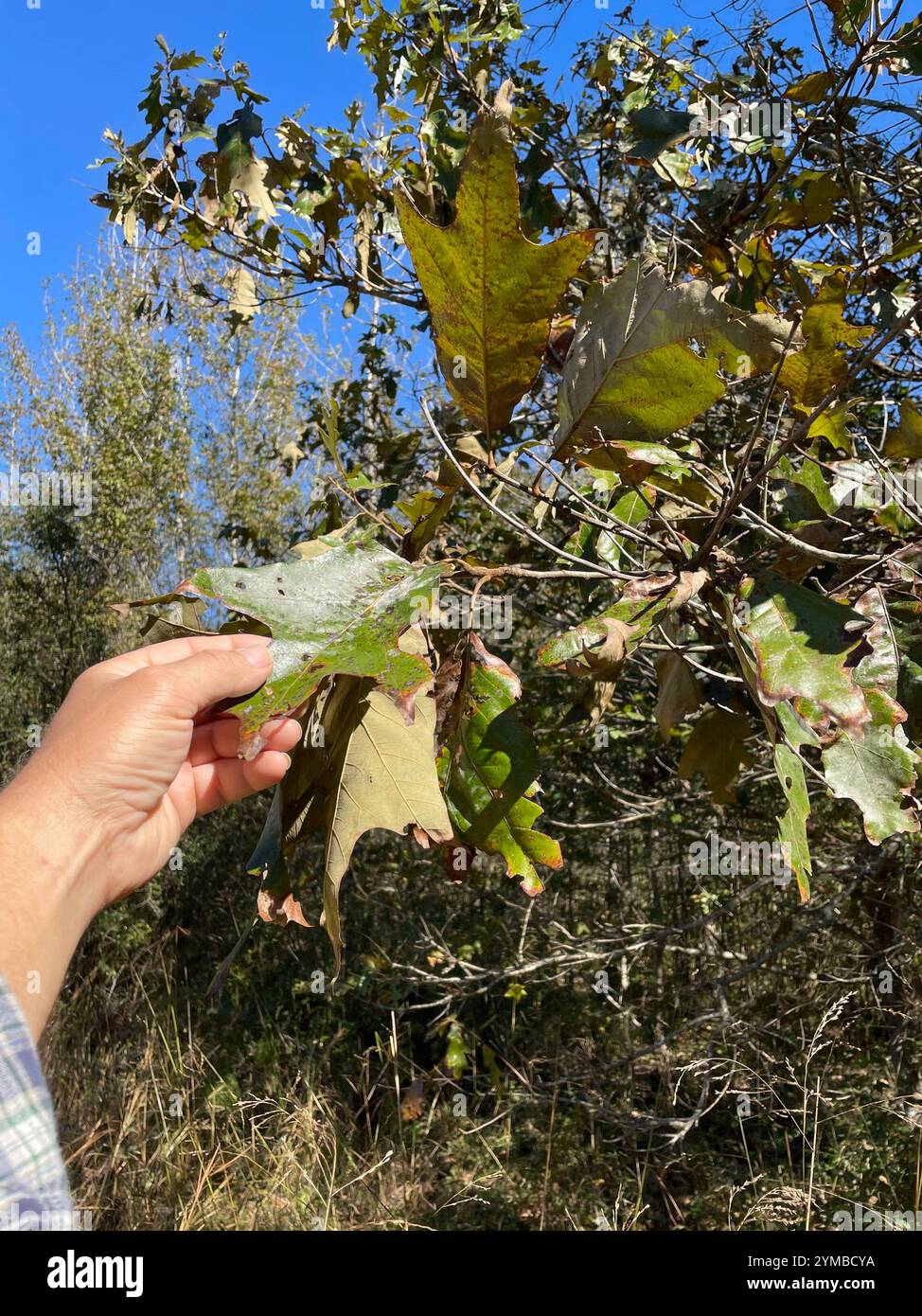 southern red oak (Quercus falcata Stock Photo - Alamy
