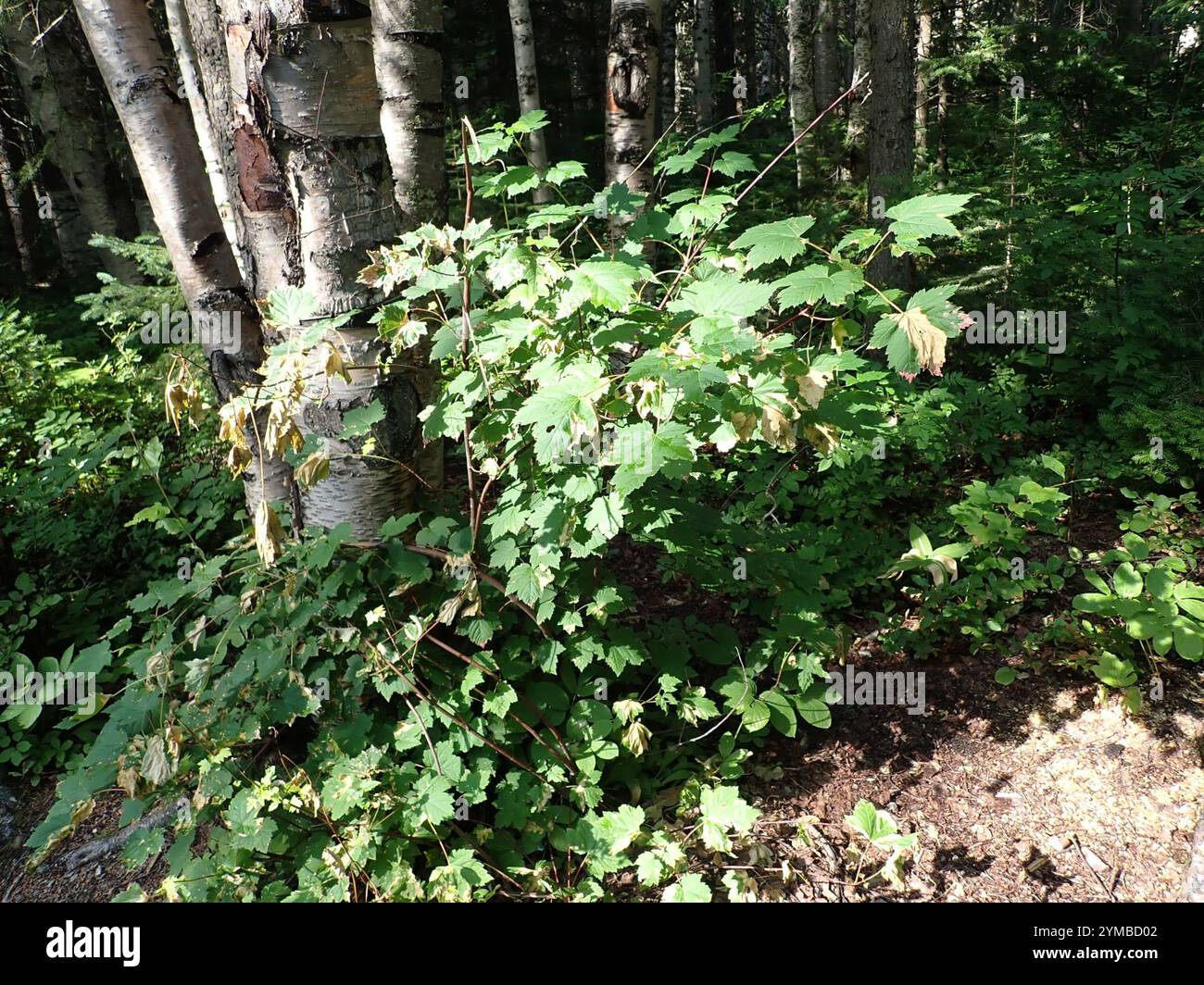 Rocky Mountain maple (Acer glabrum Stock Photo - Alamy