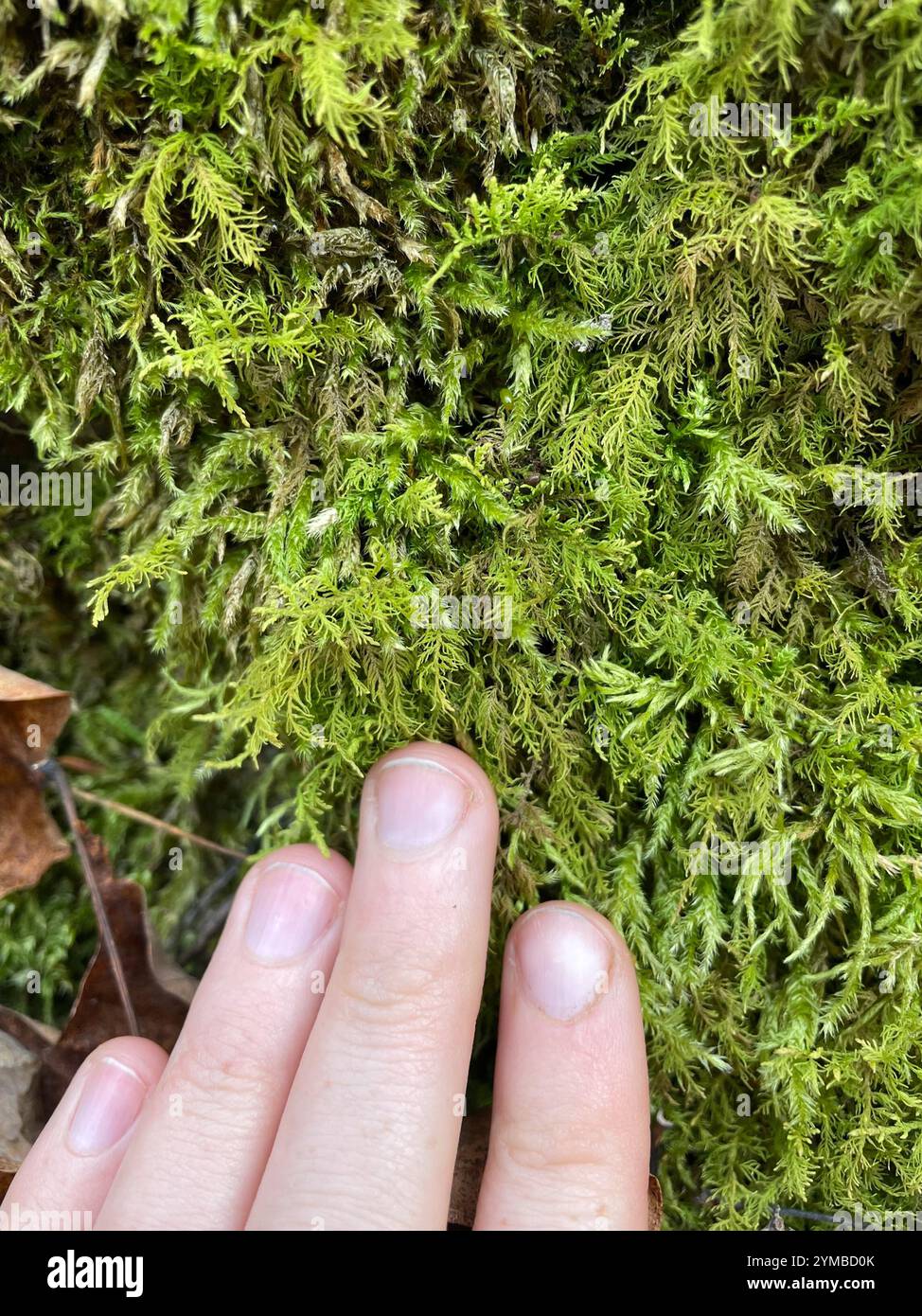 delicate fern moss (Thuidium delicatulum Stock Photo - Alamy