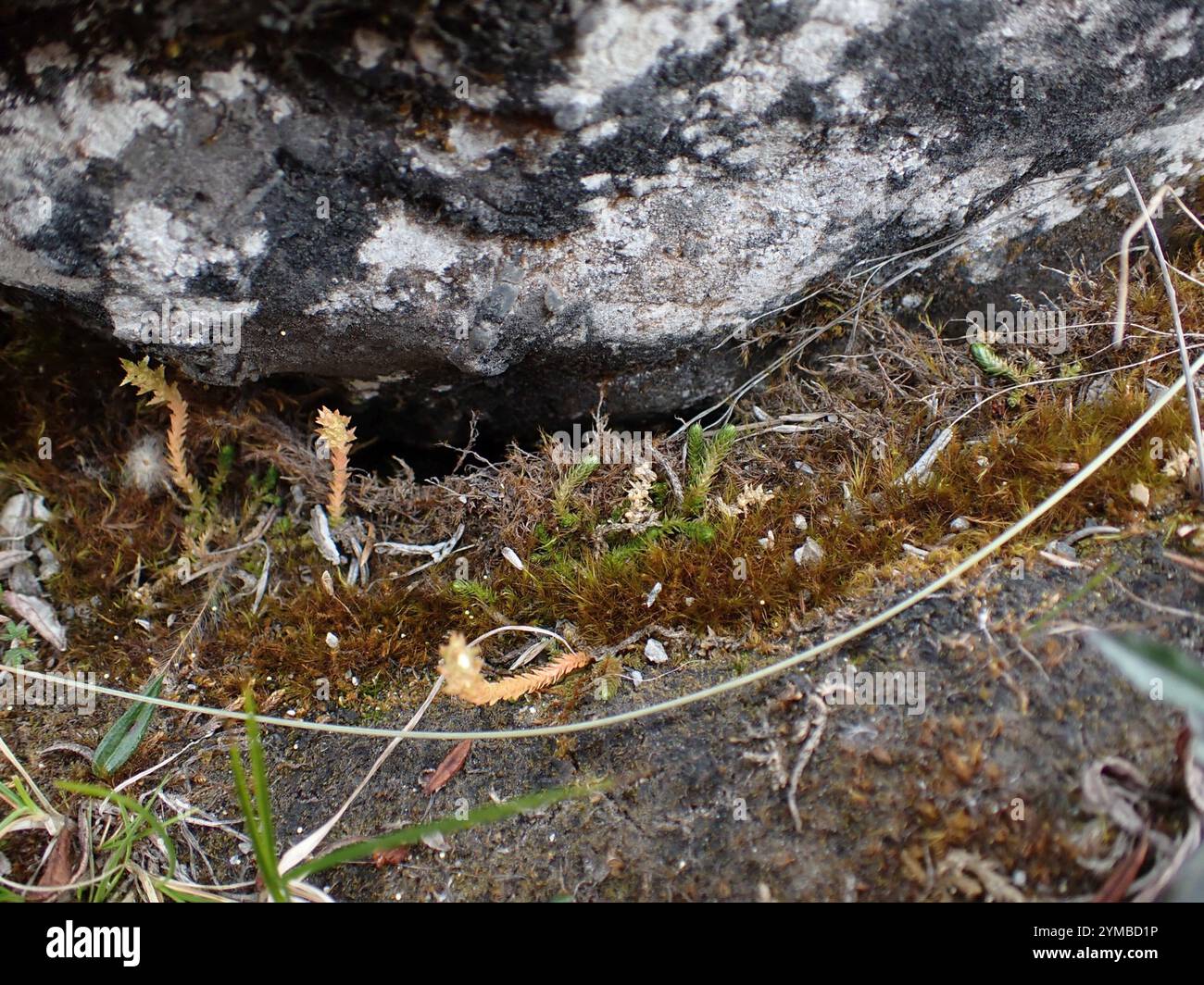 northern spikemoss (Selaginella selaginoides Stock Photo - Alamy