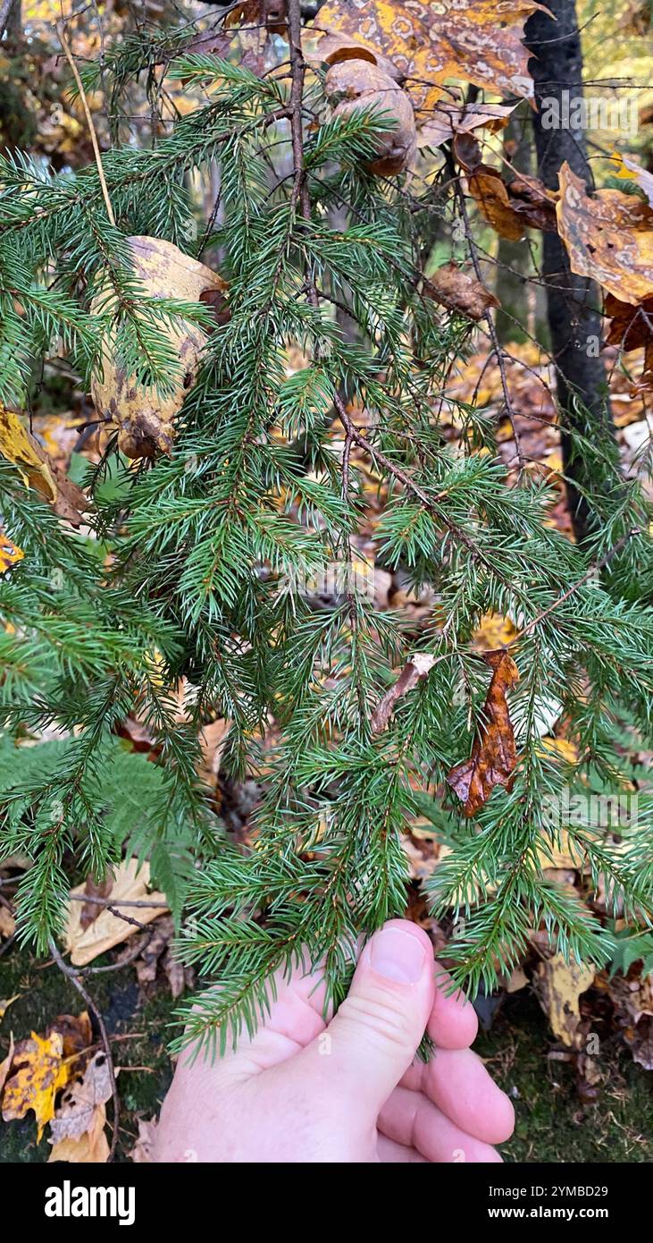 red spruce (Picea rubens Stock Photo - Alamy